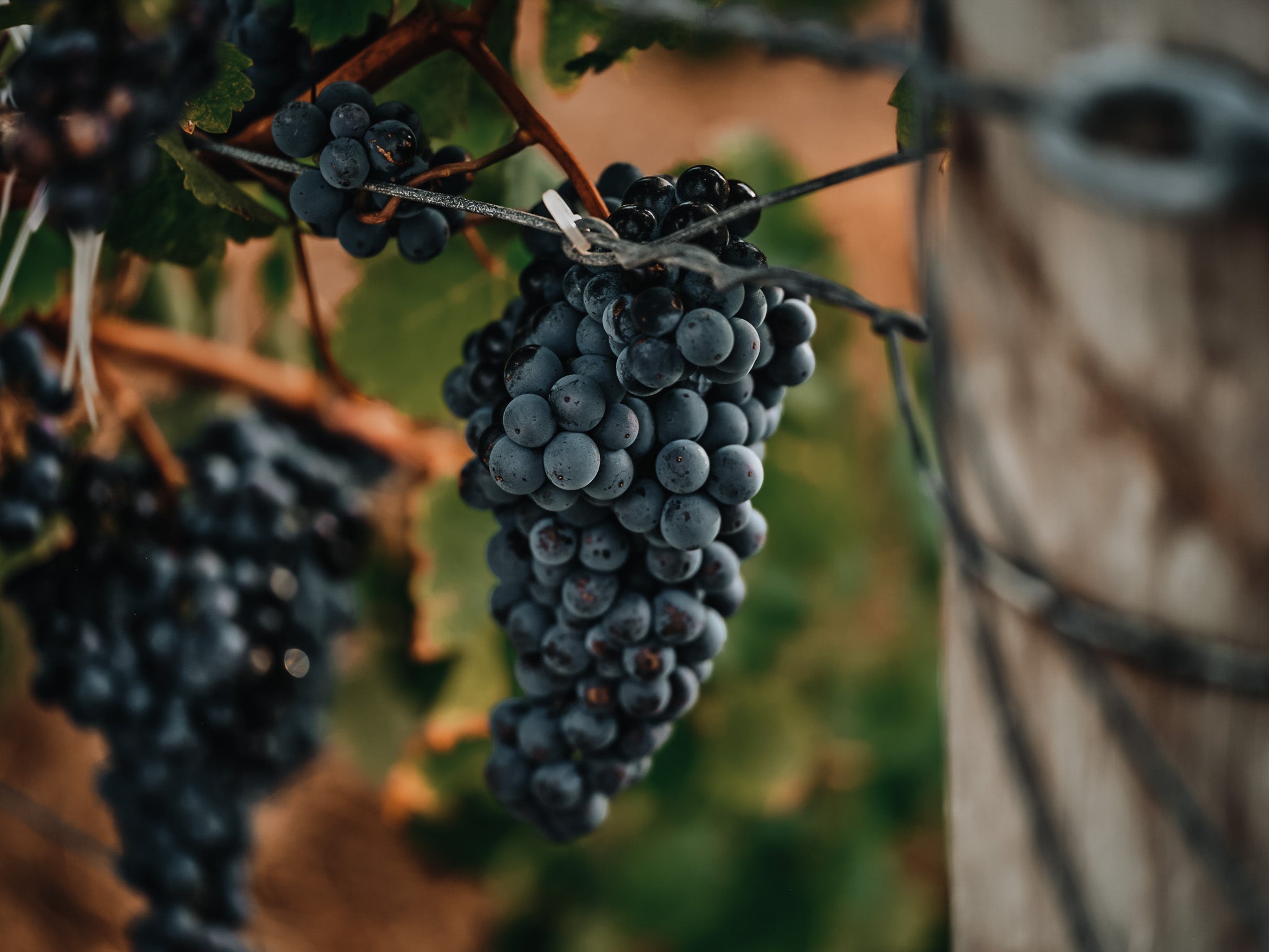 UMAMU Rare Museum Wines: – UMAMU Estate